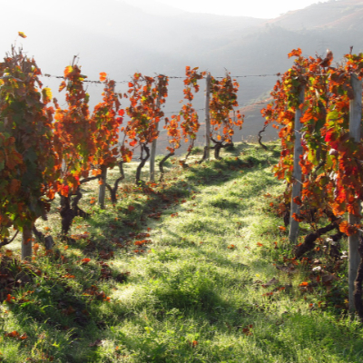 Custom Wine Tours | Tango Wine Tours